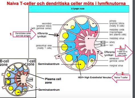 Förvärvad Immunitet Aktivering Och Effektorfunktion Av T Celler Och B