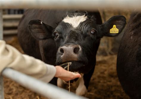 已有9州乳牛爆禽流感疫情！美國牛肉恐含h5n1病毒？美農業部這樣因應 健康遠見