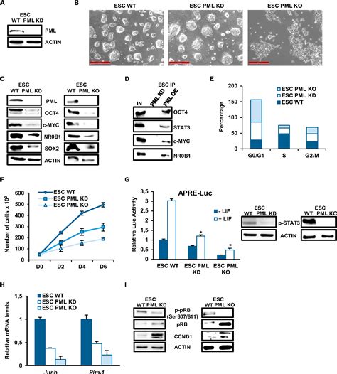 Figure 1 From Promyelocytic Leukemia Protein Is An Essential Regulator
