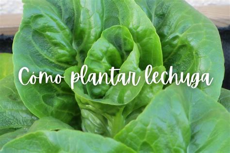 Cómo Plantar Lechuga En Casa • Picaronablog