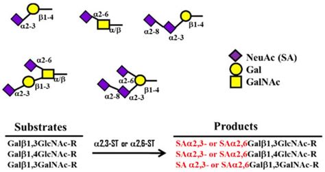 O Acetyl Sialylation Encyclopedia MDPI