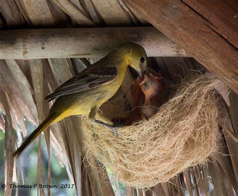 The Beautiful Nests Of The Hooded Oriole 10000 Birds