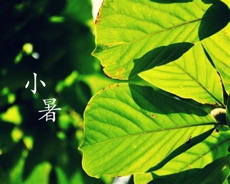 今日小暑進入伏天后養生吃什麼 每日頭條