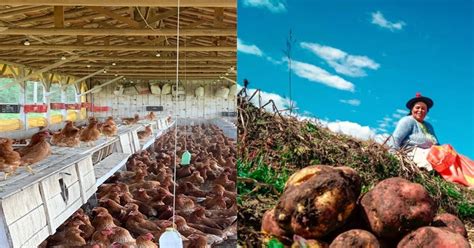 Producción Del Sector Agropecuario Se Vio Afectado Por La Presencia Del