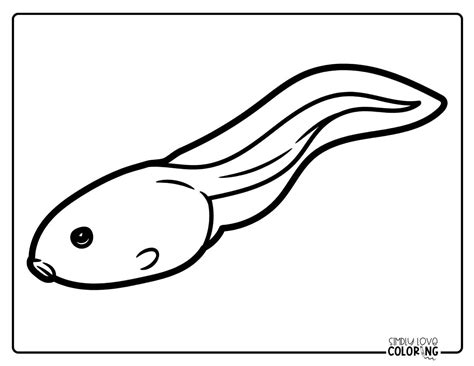 Coloring Bullfrog Tadpole Frog Frogs Bull Pages Drawing Color Template
