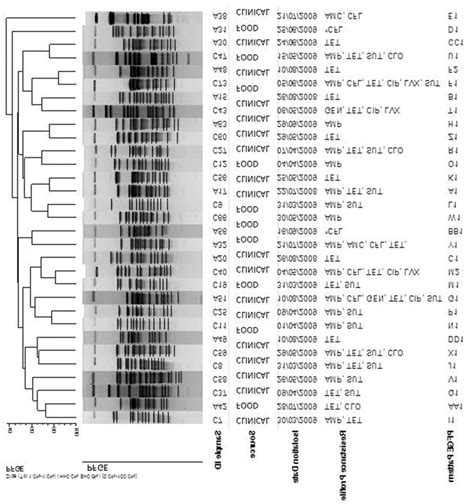 Dendrogram Based On Xbai Pfge Types Identified Among 31 E Coli