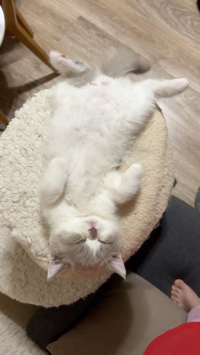 ცხოვრებით ტკბება ბრიტანულიკატა ბრიტანულიკნუტი Youtube