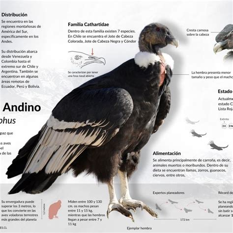 Infografía Cóndor Andino” Un Proyecto De Isabel815904 Domestika