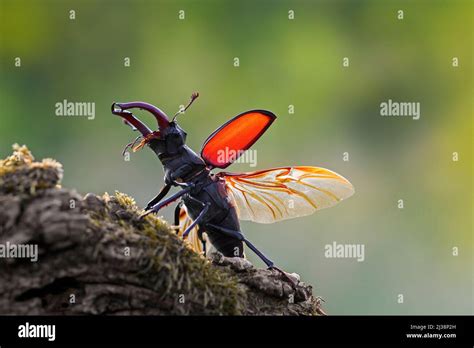 European Stag Beetle Male Lucanus Cervus With Large Mandibles Jaws