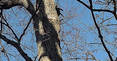 Find The Owls Album On Imgur