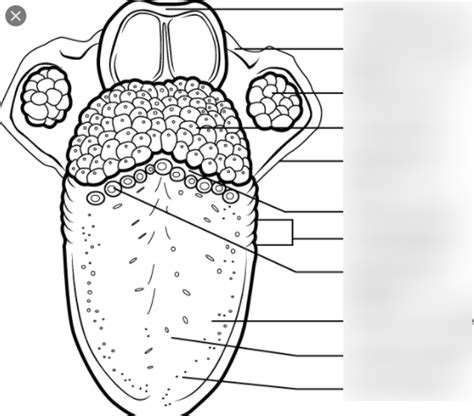 Dental Anatomy Dorsal Surface Of Tongue Labeled Diagram With Papillae Diagram Quizlet