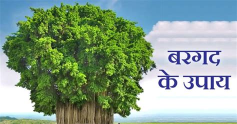 बरगद के 5 उपाय जो दूर कर सकते हैं आपकी प्रॉब्लम्स और पूरी कर सकते हैं