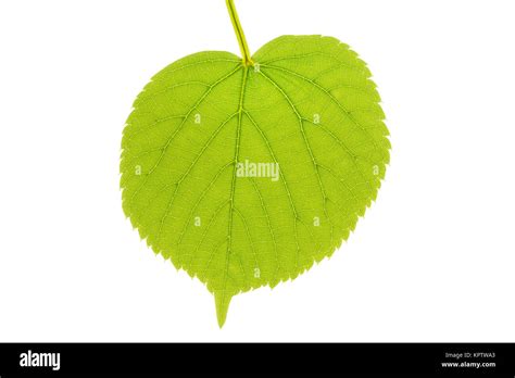 Blatt Struktur Cut Out Stock Images And Pictures Alamy