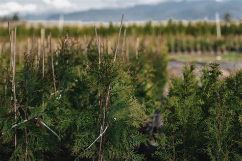 Pruning Vs Trimming Cedar Trees How To Trim A Cedar Tree