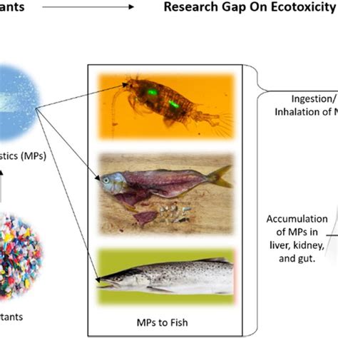 Pdf Microplastic Toxicity In Aquatic Organisms And Aquatic Ecosystems