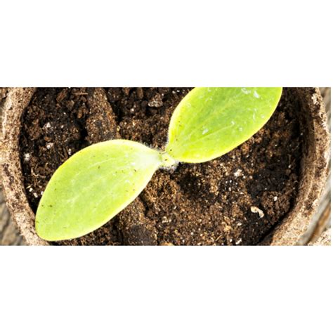 Perlite Compost Potting Additive 10l