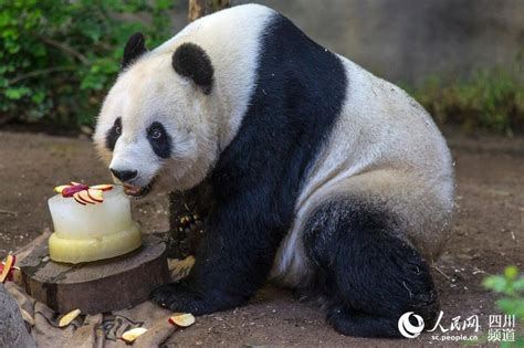 大熊猫最初有多少只 以前大熊猫有多少只 大熊猫数量变化图 第9页 大山谷图库