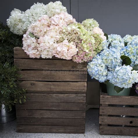 Multi Colored Hydrangea In Wooden Square Boxes On Black Wall Background