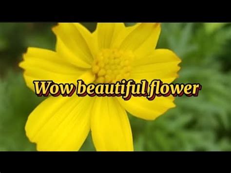 Hindi Ko Alam KUNG Anung Bulaklak Ito Guys Nakita Ko Lng GANDA YouTube