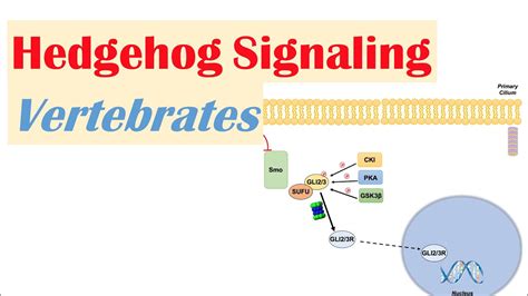 What Is The Hedgehog Pathway At Joyce Collins Blog