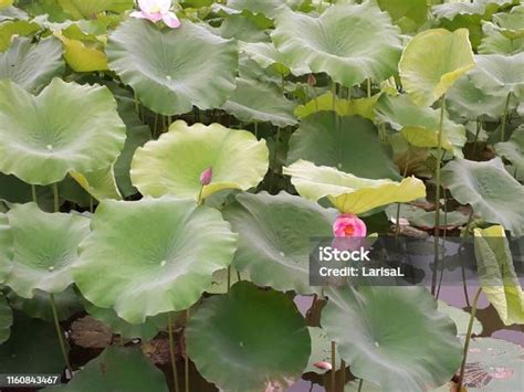 자연 환경에서 연꽃 농장에 큰 연꽃 잎 부처님을 숭배하는 불교 꽃 연꽃 가장 존경 0명에 대한 스톡 사진 및 기타 이미지