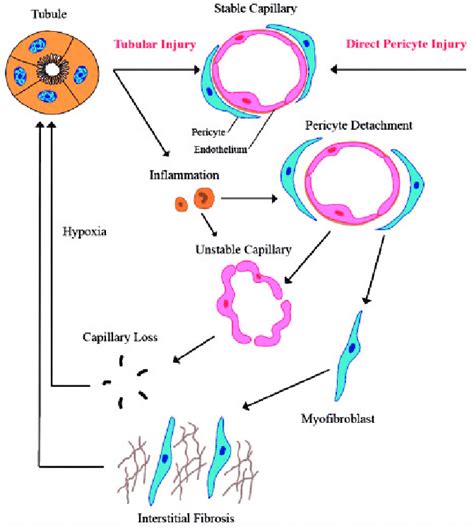 Factors Playing A Role In Capillary Rarefaction Download Scientific Diagram