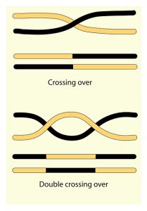 Sex Chromosome Anomalies And How Biological Sex Is Determined INKspire