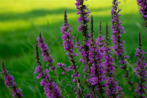Lythrum Salicaria 경치 계절 고요한 꽃 꽃이 피는 꽃잎 녹색 농촌의 다년생 다채로운 들판