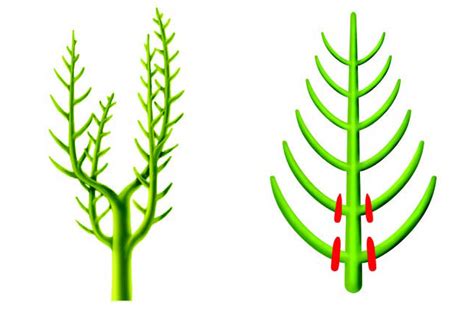 Jorges Cannabis Encyclopedia Pruning Techniques Cannabis In Australia