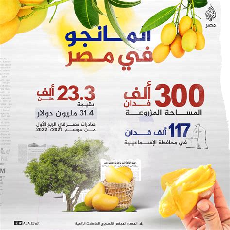 الجزيرة مصر بصادرات تجاوزت 23 ألف طن 300 ألف فدان