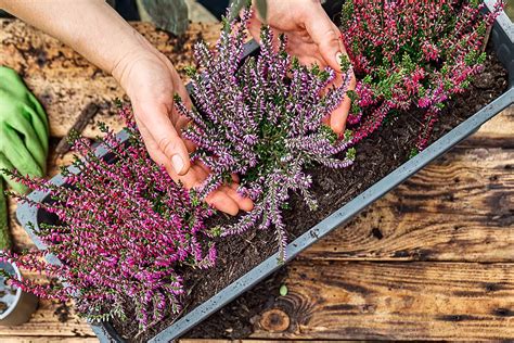 How To Grow Heather Plants In Your Garden Gardeners Path
