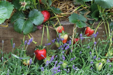 Erdbeeren Pflanzen So Funktioniert´s