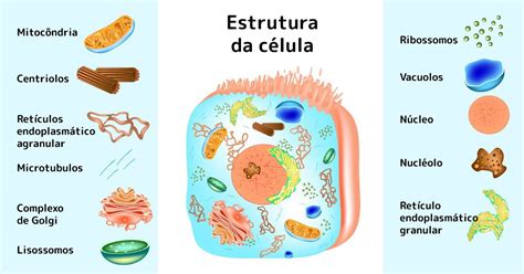 Exercício Sobre Organelas Citoplasmáticas Braincp