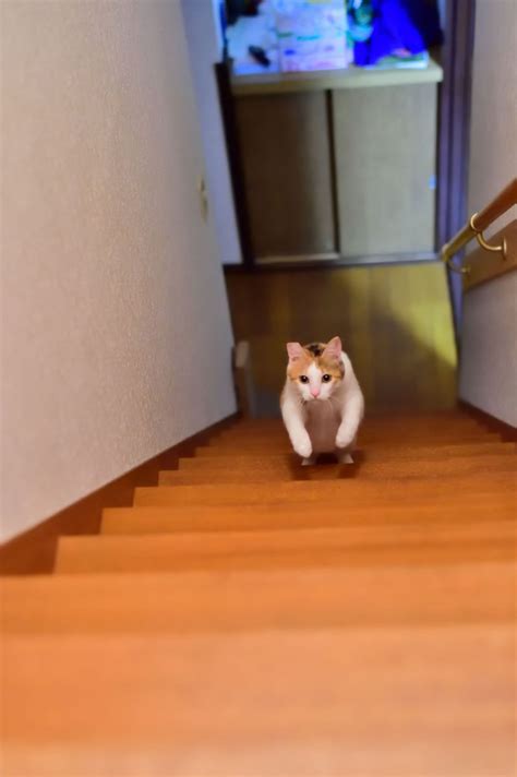 とうぅっ GANREF