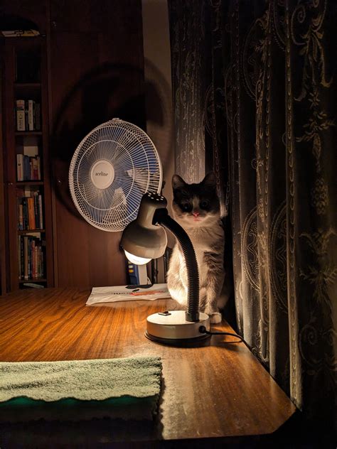 Котолампа Пикабу