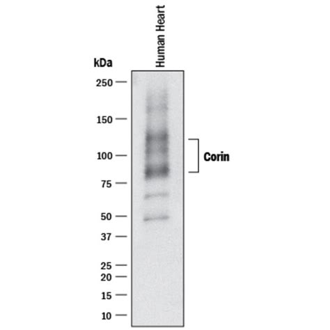 Human Corin Antibody R D Systems 100μg Unlabeledantibodies