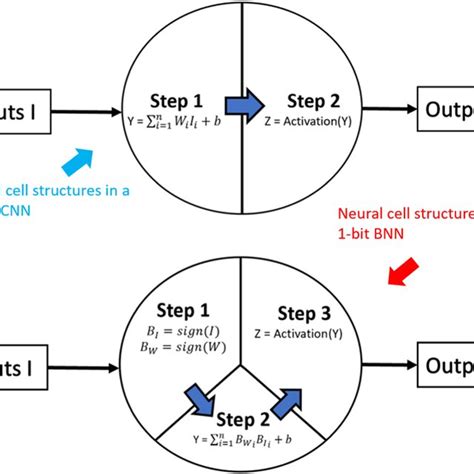 Neural Cell Structures Of Native Bnn And 32 Bit Cnn Download