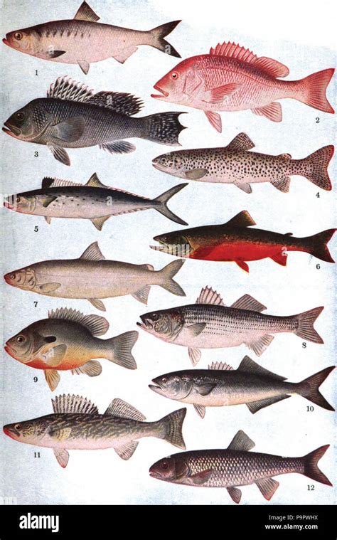 English American Food Fishes Chart Of Commercial Fish Used For