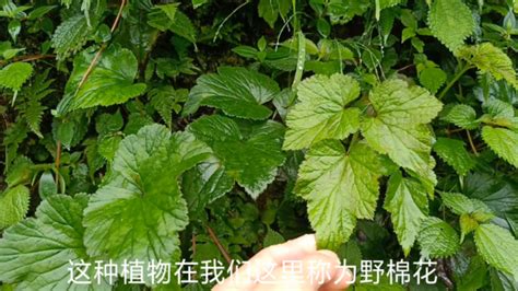 农村常见的一种植物，割猪草手割伤就找它，你还记得它的模样吗？凤凰网视频凤凰网