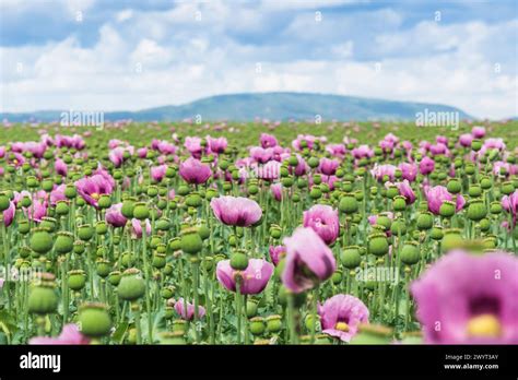 Field Of Pink Opium Poppy Also Called Breadseed Poppies On A Cloudy