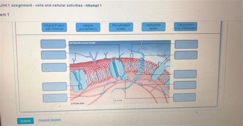Solved Unit 1 ﻿assignment ﻿cells And Cellular Activities