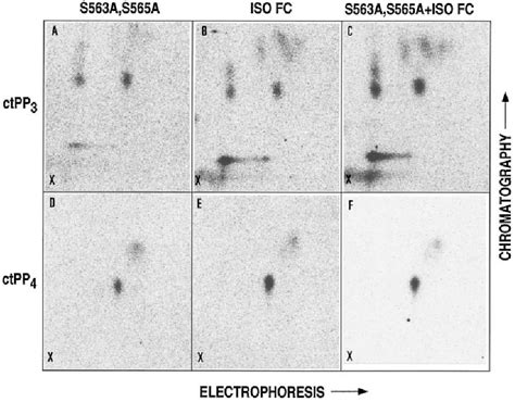 Hormone Sensitive Lipase Activity Semantic Scholar