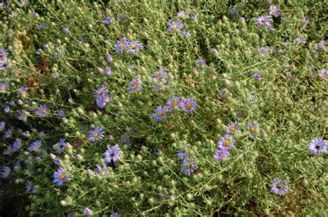 An Astonishing Variety Of Mostly Wild Asters Gardeninacity