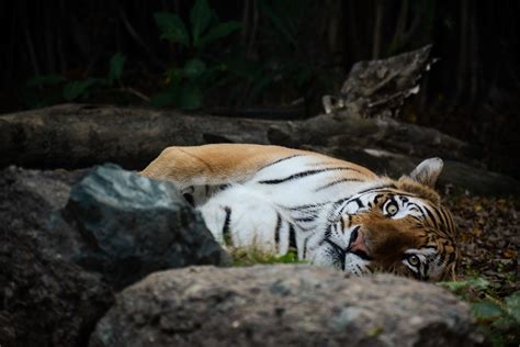 Free Images Wildlife Zoo Jungle Fauna Tiger Big Cats Cat Like