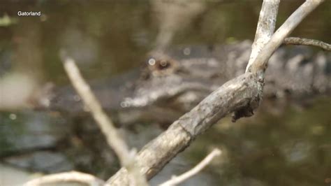 Alligator Mating Season Is Here — This Is What You Need To Know