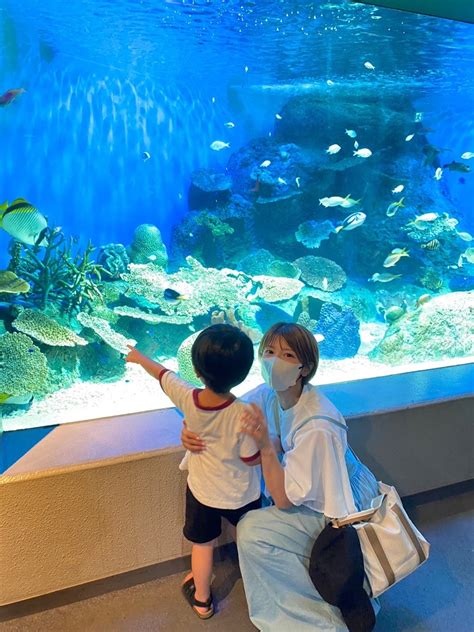 品川のクールスポット「しながわ水族館」 梅田賢三オフィシャルブログ Powered By Ameba