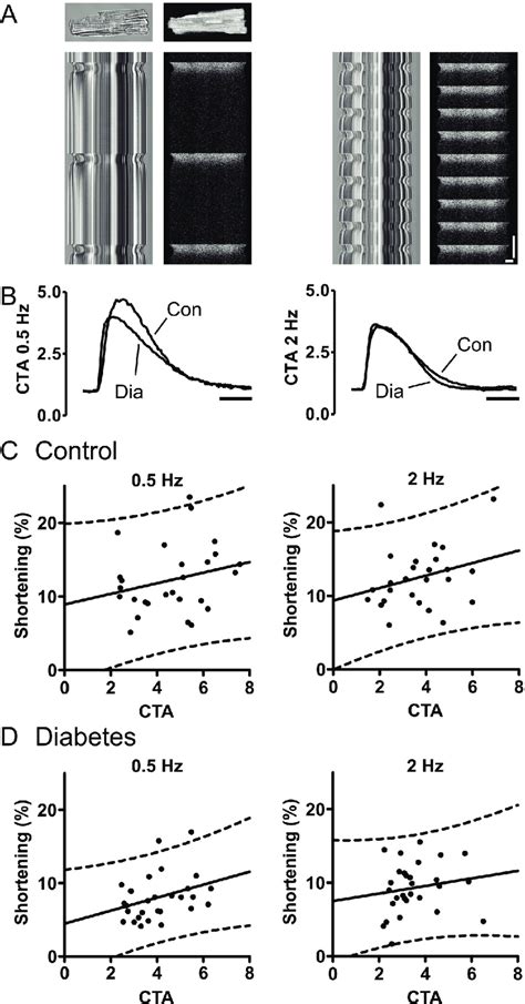 Relationship Between The Calcium Transient Amplitude And The Myocyte Download Scientific