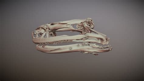 Vertebrate Anatomy Skulls A 3d Model Collection By Blackburn Lab Ufherps Sketchfab