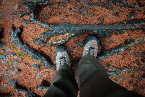 Man Feet Over Fallen Larch Leaves Stock Image Image Of Season Fallen