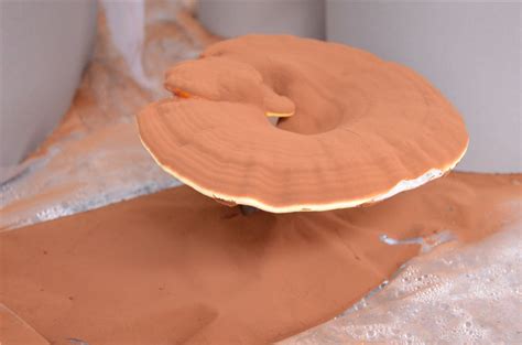Organic Cell Wall Broken Ganoderma Lucidum Spore Powder Lingzhi